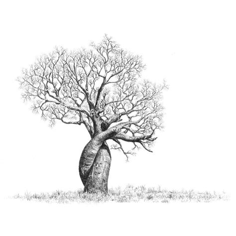 Baobab Tree Drawing At PaintingValley Com Explore Collection Of Baobab Tree Drawing