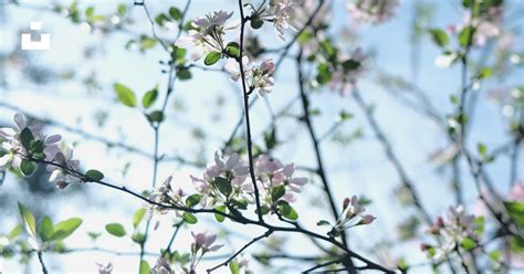 흰 꽃과 푸른 잎을 가진 나무 사진 Unsplash의 무료 꽃 이미지