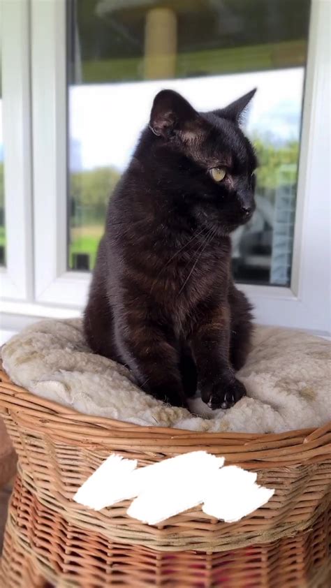 Feline Care Cat Rescue Reels