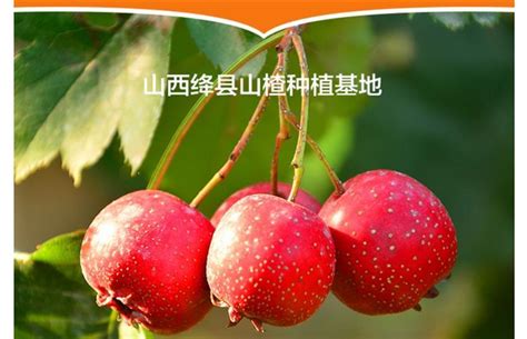 展示素材 山西维之王食品有限公司