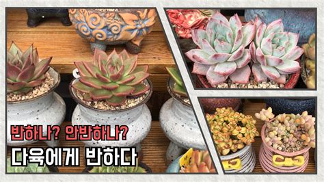 이런맛에 다육키우는거죠 🥰힘든여름을 이겨내고 물들기시작해요화이트스노우파랑새허니핑크워아이니마왕 Youtube