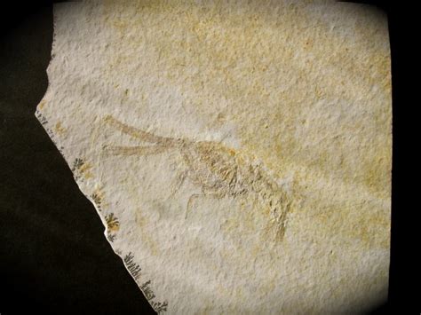 Solnhofen Lobster Fossil