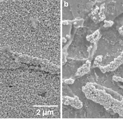 hmt sem images using image after etch method i e etched before hmt