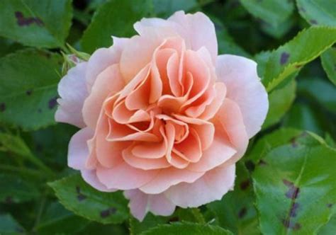 Роза флорибунда Гейша – купить саженцы в питомнике "КСП" с доставкой по ...