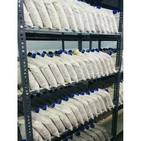 Oyster Mushroom Spawn At ₹ 120kg Oyster Mushroom Spawn In Raipur