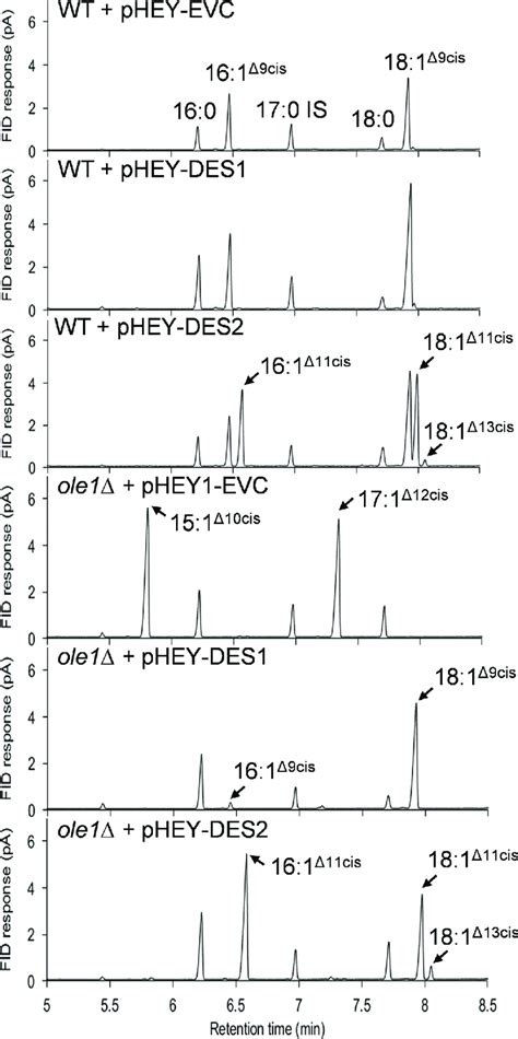 Gc Fid Analysis Of Fames Derived From Lipid Extracts Of Wt Or Ole1d