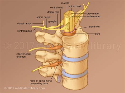 Spinal Nerve Medical Art Library