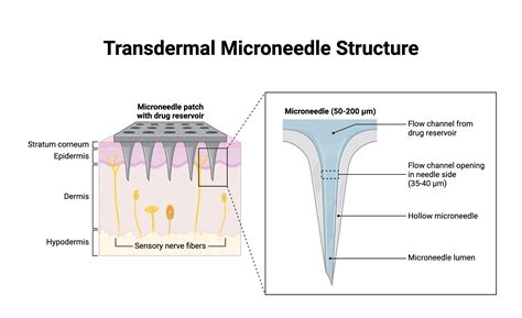 Transdermal Microneedle Structure BioRender Science Templates