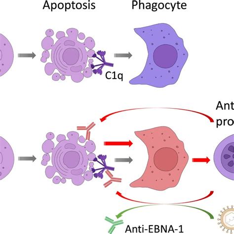 Overview Of The Complement Activation Pathways Mbl Mannose Binding Download Scientific