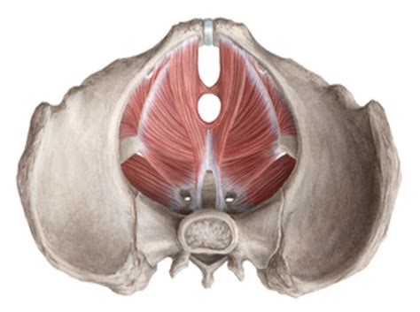 Pelvic Floor Muscles 1 Levator Ani Diagram Quizlet