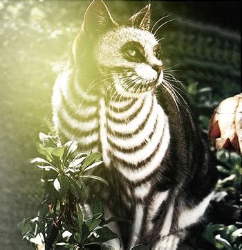 dyed cat on Tumblr