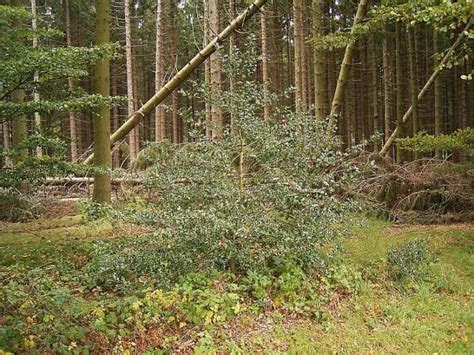 Top 10 Native Trees Of Ireland Top 10 Native Trees Of Ireland