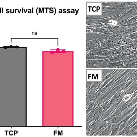 Results Of Mts Assay For Assessment Of Cell Mitochondrial Activity The