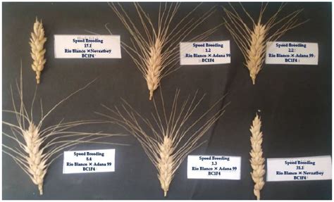 Pre Harvest Sprouting Resistance In Bread Wheat A Speed Breeding Approach To Assess Dormancy