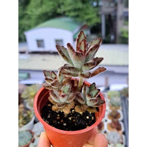 開心多肉 2吋盆 多肉植物 組盆 野兔 兔子多肉 含土含盆寄出 蝦皮購物