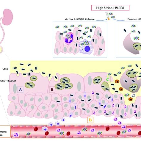 Hmgb1 Involvement In Urinary Tract Infection Uropathogenic Escherichia Download Scientific