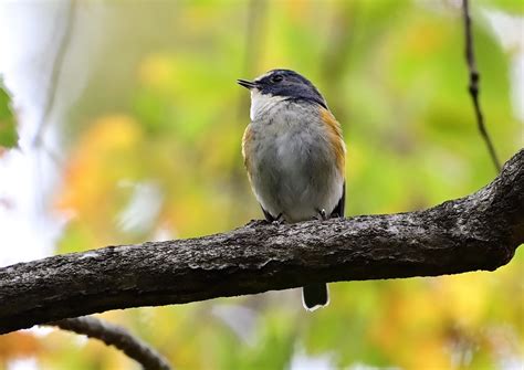 ルリビタキ その他 鳥見太蔵のとったどー日記2
