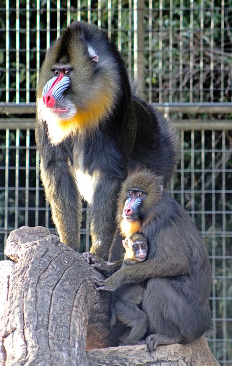 African Mandrill Baboon Africa Mandrill Royalty Free Stock Image