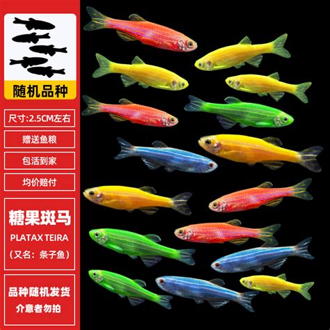 热带观赏鱼荧光斑马鱼孔雀鱼灯科红绿灯鱼小型活鱼冷水鱼淡水好养 虎窝淘