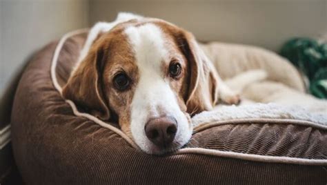 How To Stop A Cocker Spaniel From Smelling Best 6 Tips