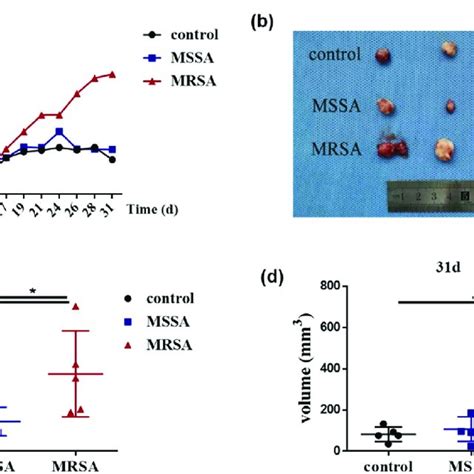 The Effects Of Mrsa And Mssa Strains On The Development Of Squamous Download Scientific Diagram