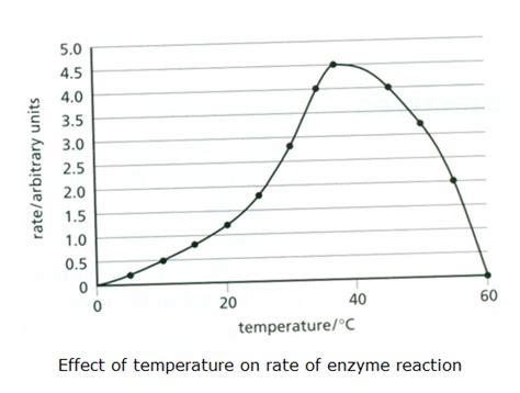 graph of enzyme activity and temperature