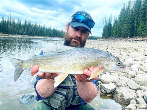 How To Prepare Mountain Whitefish At Maddison Chidley Blog