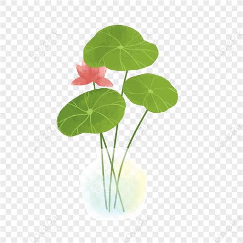 화분에 심은 연꽃 Png 일러스트 무료 다운로드 Lovepik