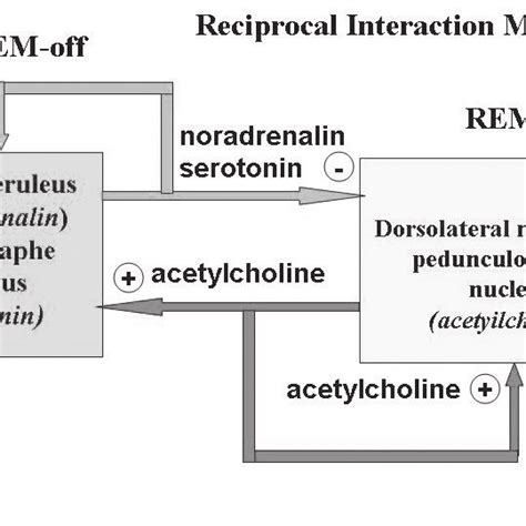 Reciprocal Interaction Model Reciprocal Interaction Model Reciprocal