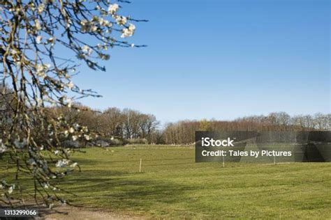 화창한 날에는 목초지 기둥과 꽃이 만발한 꽃가지가 있는 푸른 초원이 있는 봄의 네덜란드 풍경 네덜란드에 대한 스톡 사진 및 기타 이미지 Istock