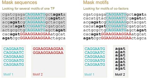 Frontiers Analysis Of Genomic Sequence Motifs For Deciphering Transcription Factor Binding And