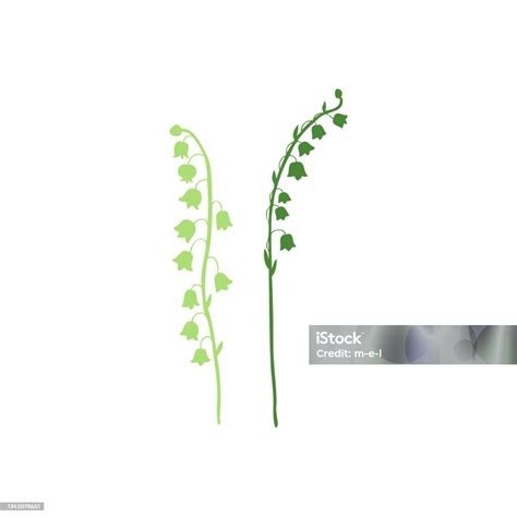백합 의 계곡 Convallaria 꽃 실루엣 흰색 배경 식물 손에 고립 된 뮤게는 디자인 패키지 녹색 화장품 인사말 카드