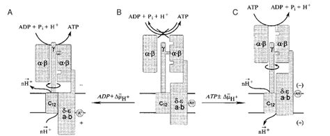 Schematic Representation Of The Unidirectional Operation Of The Download Scientific Diagram