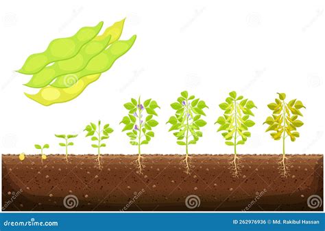 Soybean Plant Growth Stages Infographic Soy Growth Stages Soybean Vegetable Growing The