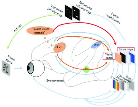 The Human Visual Attention System Download Scientific Diagram