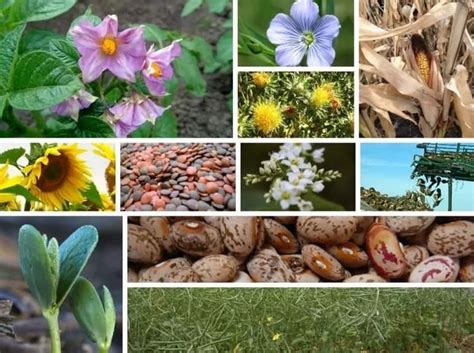 Principles And 5 Types Of Crop Production Crop Production Soil Improvement Forage Crops