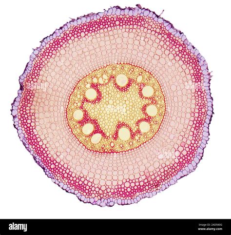 Dicot Root Vascular Arrangement Light Micrograph LM Of A Section Of Dicot Root Vascular