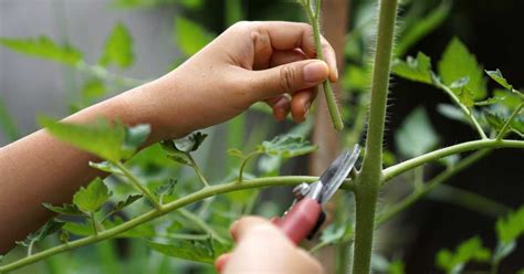 How To Prune Tomato Plants For Maximum Yield Luv Garden Com