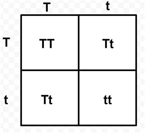 Mendelian Non Mendelian Genetics Diagram Quizlet