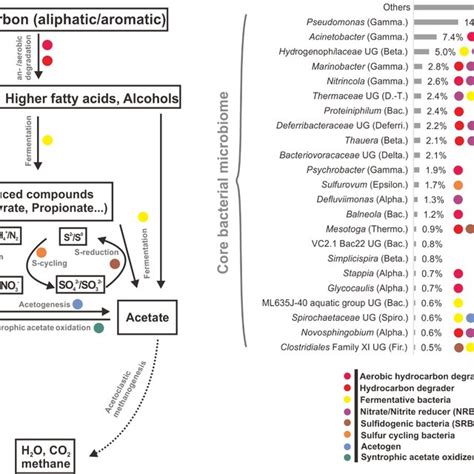 Average Abundances And Functional Roles Of Core Bacterial Microbiome In Download Scientific