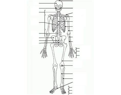 Human Skeleton Diagram Quiz