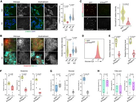 Transcriptional Metabolic Reprogramming Implements Meiotic Fate