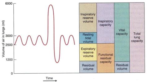 Lung Volumes Chart Lung Volume Chart Flashcards Symgtv