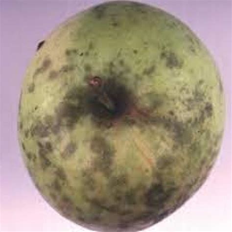 Testdetectionyolov12 Object Detection Dataset And Pre Trained Model