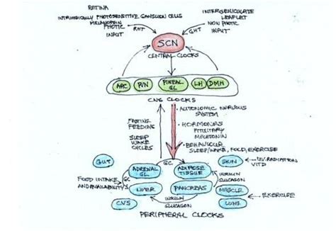 Cerebral Anatomy And Clock Clock Communication Pathways And Signals