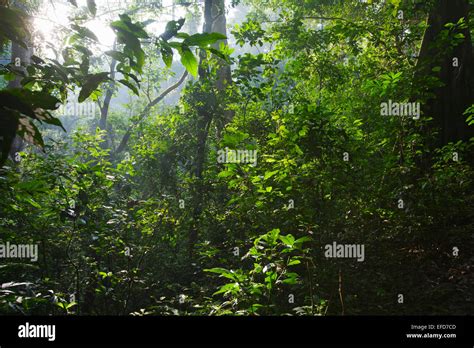 Deciduous Forest Rain