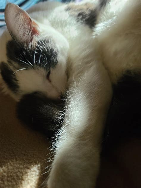 My Sweetie Kitty Pics