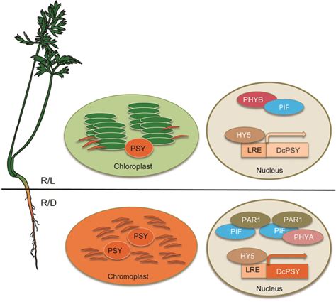 Model Proposed By Arias Et Al 2022 Showing The Role Of The Bhlh Download Scientific Diagram