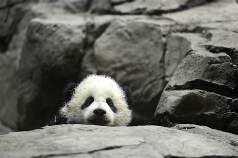 Here Is A Clip Of Richard Nixon Discussing Panda Sex The Washington Post