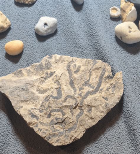 Fossil Found Near Port Huron Mi R Fossils